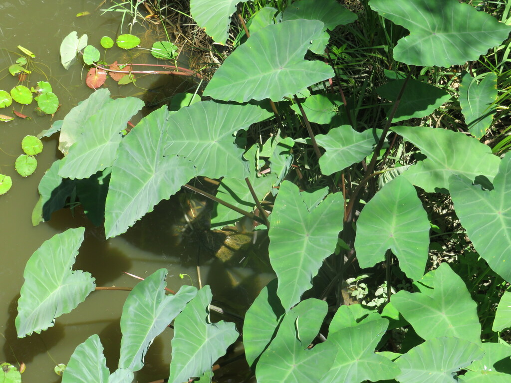 Taro from Brisbane QLD, Australia on December 03, 2023 at 10:03 AM by ...