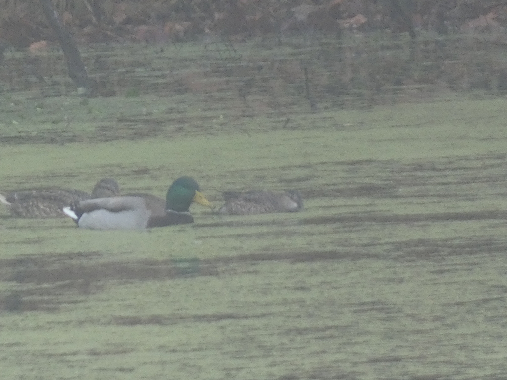 Holarctic Mallard from Montgomery County, MD, USA on December 3, 2023 ...