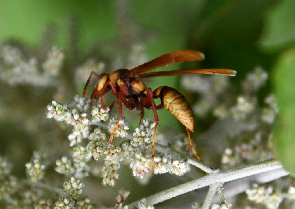 Horse's Paper Wasp from Fraccionamiento Vista Real, Corregidora, Qro ...