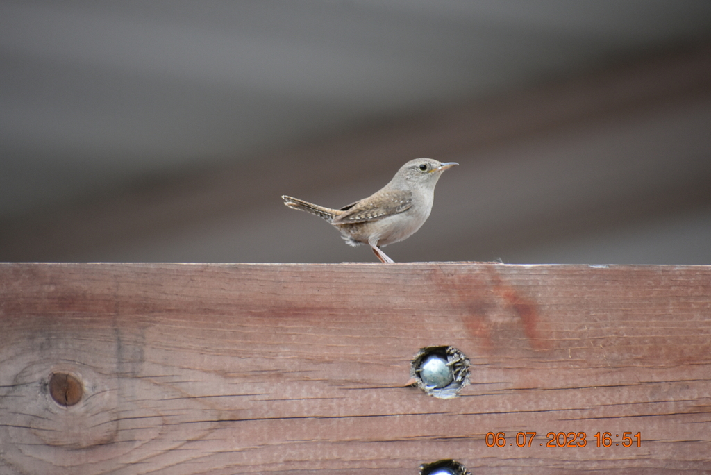 House Wren from 11th St SE, Brainerd, MN 56401, USA on June 7, 2023 at ...