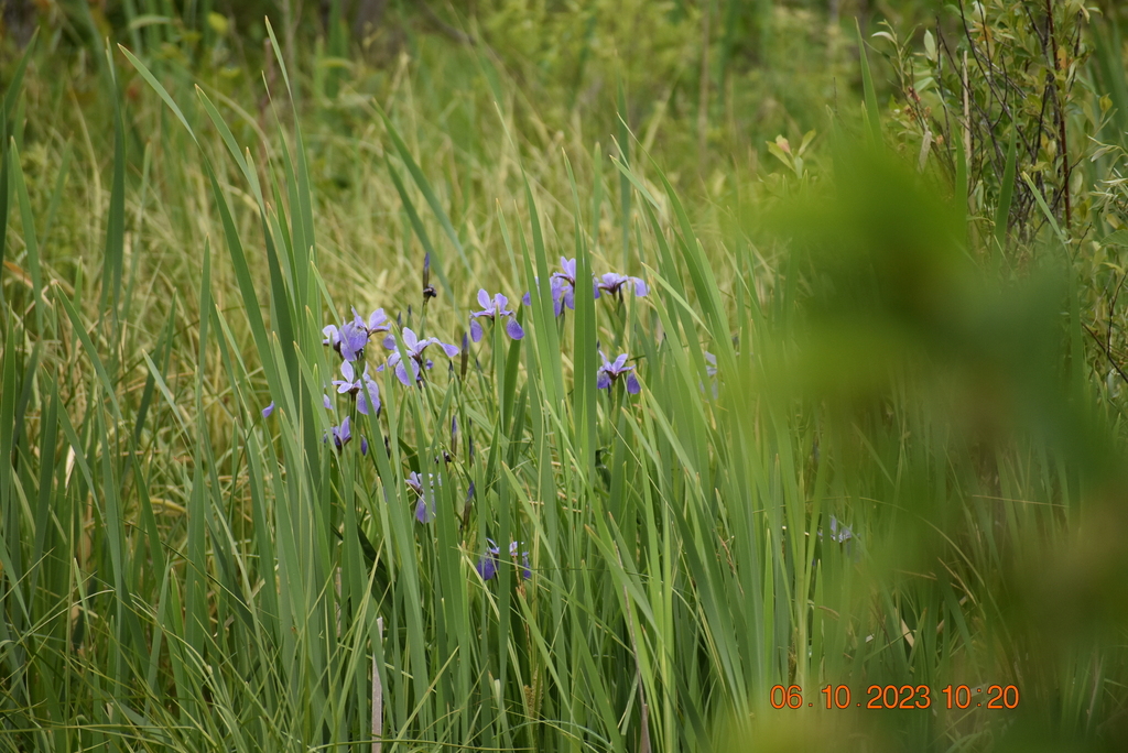 northern blue flag from Rice Lake National Wildlife Refuge, Aitkin ...
