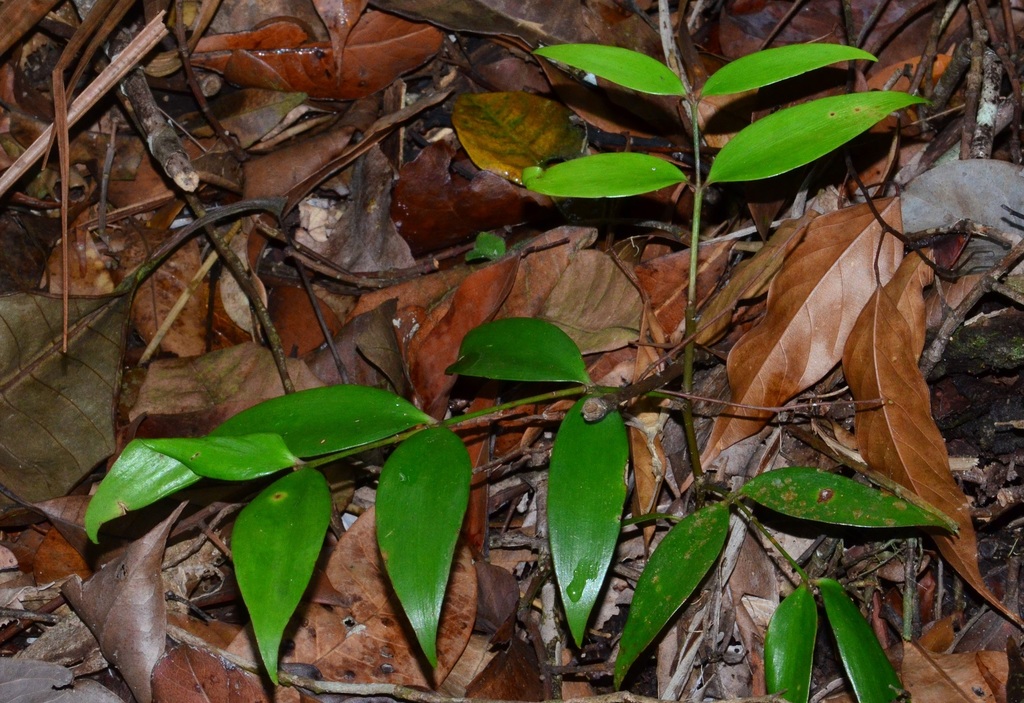 Borneo kauri (Agathis borneensis) - Botanical Realm