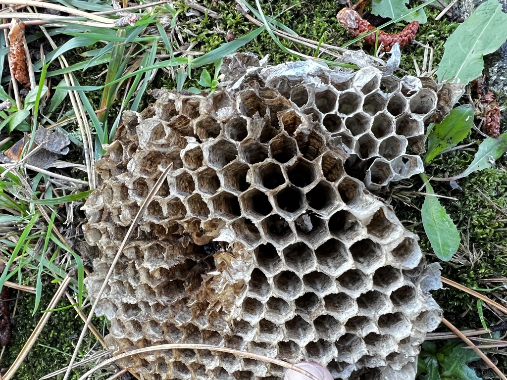 European Paper Wasp from Ross Bay Cemetery, Victoria, BC, CA on ...