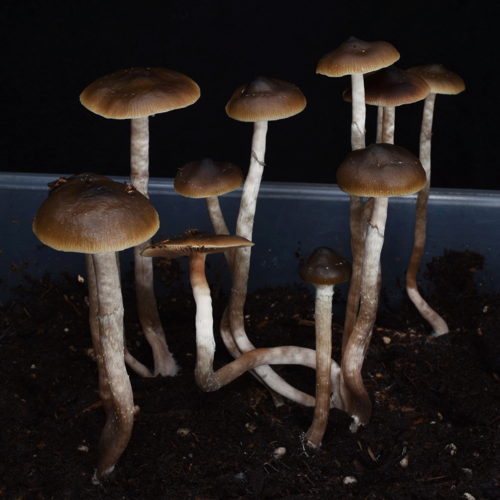 Psychedelic Ovoid Mushroom in June 2022 by James Conway. Grown from ...