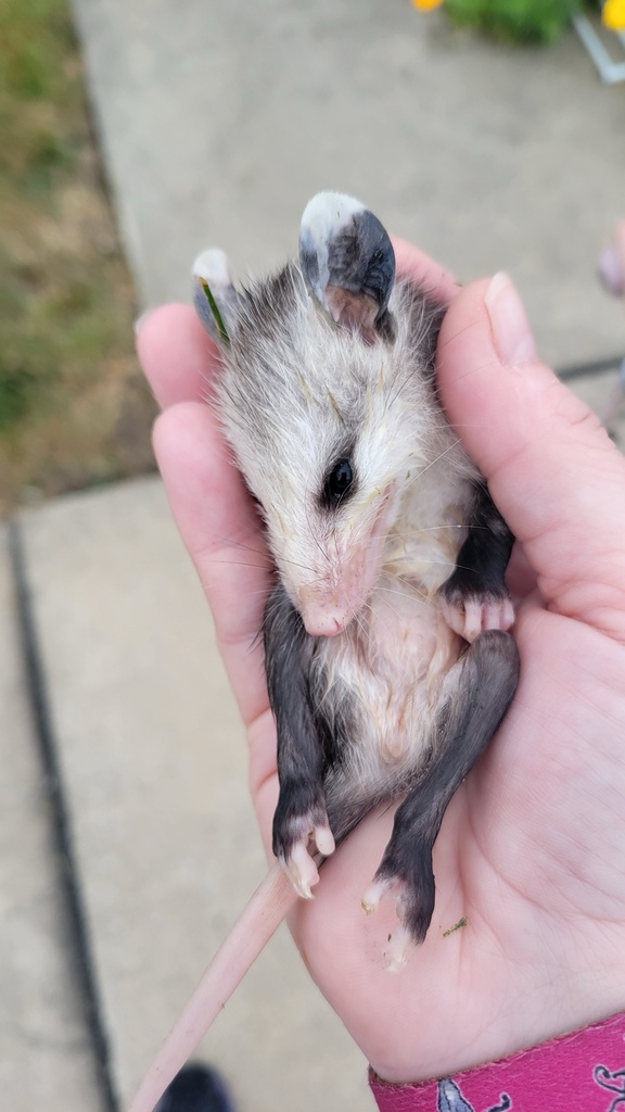Virginia Opossum from Brooke Dr, Hallsville, MO, US on September 5 ...