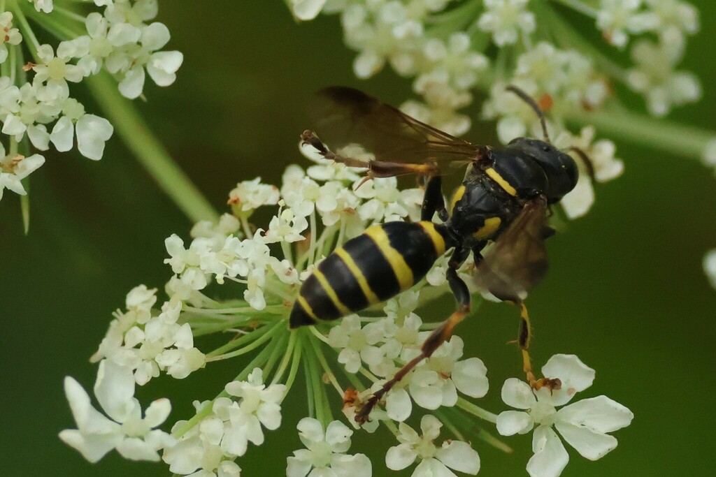 Gorytes atricornis in August 2023 by mistycal · iNaturalist