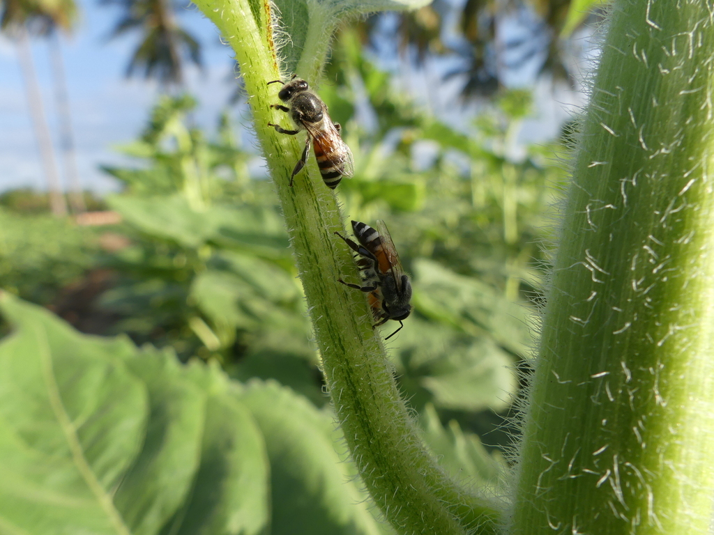 Red Dwarf Honey Bee from Tamil Nadu Agricultural University, P N Pudur ...