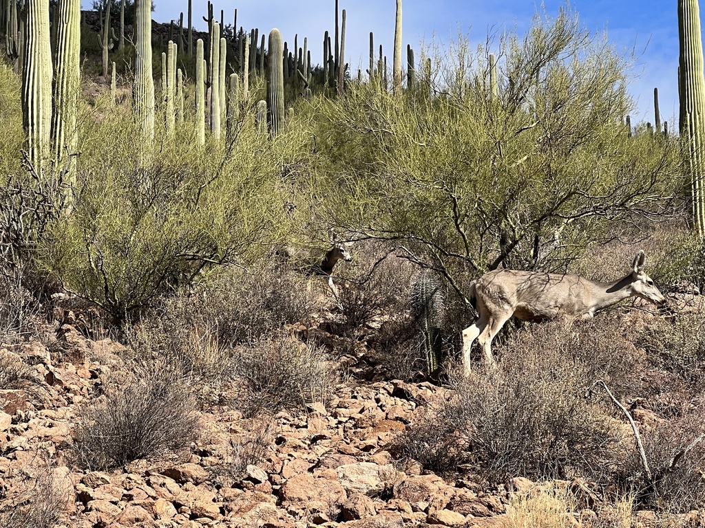 Mule Deer from Tucson, AZ, US on November 18, 2023 at 10:49 AM by nmogk ...