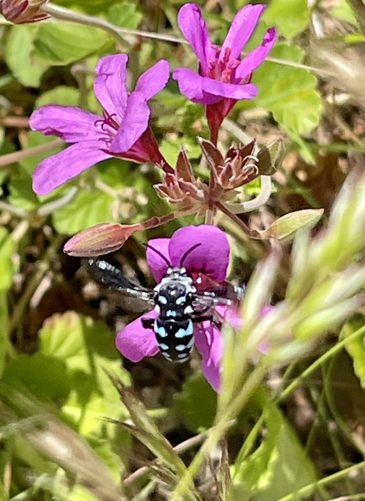 Blue-spotted Cloak-and-dagger Bee in December 2023 by suecee. Chasing ...