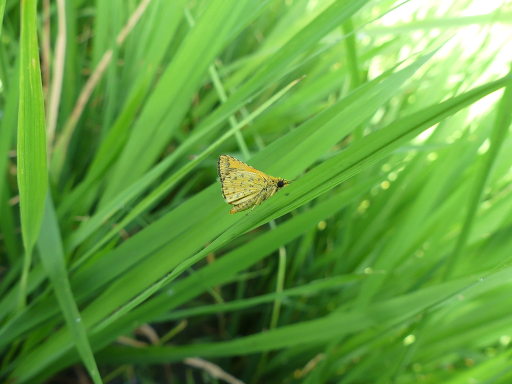 Common Bush Hopper from Tamil Nadu Agricultural University, P N Pudur ...