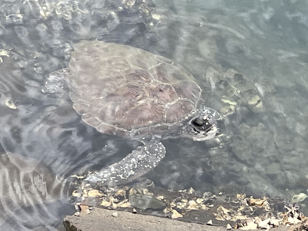 Green Sea Turtle from Cape Hawke Harbour, Wallis Lake, NSW, AU on ...
