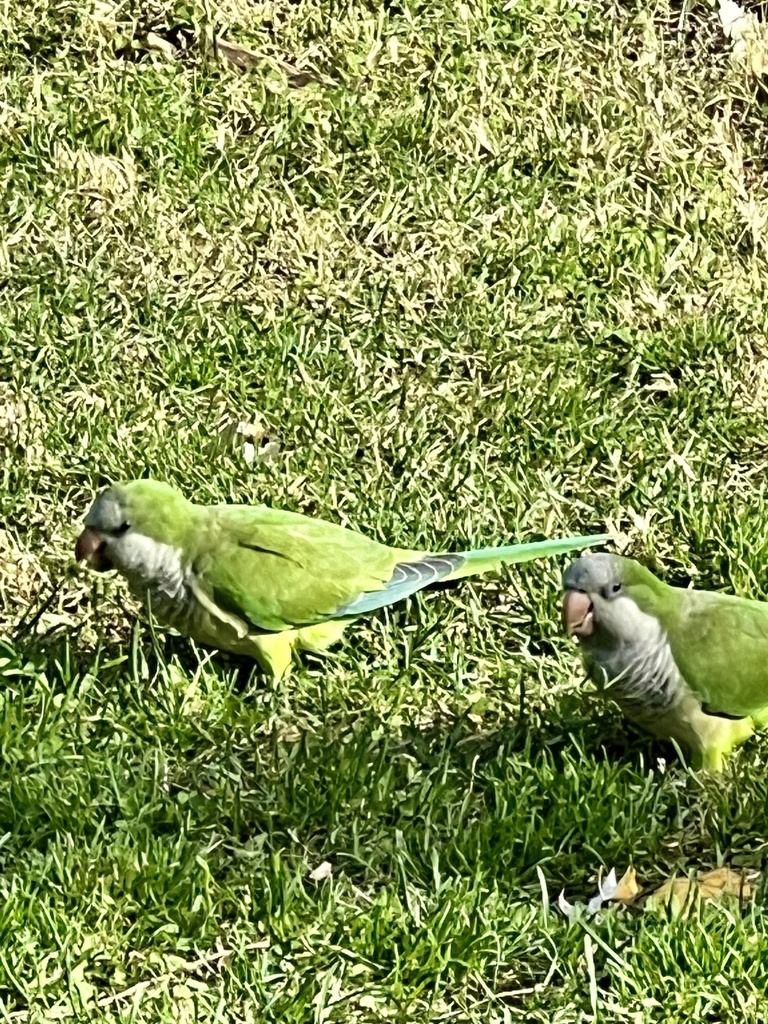 Monk Parakeet from Parque de la Ciutadella, Barcelona, Barcelona, ES on ...