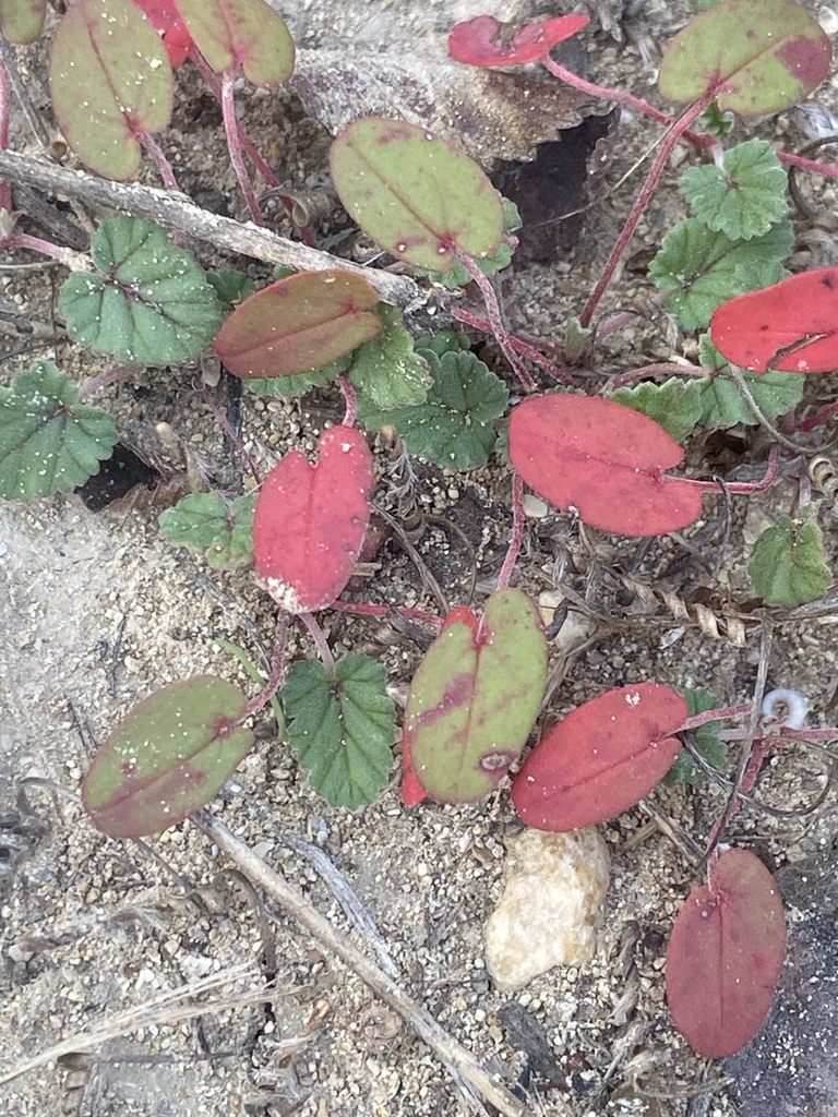 Texas stork's bill from Georgetown, TX, US on November 25, 2023 at 10: ...