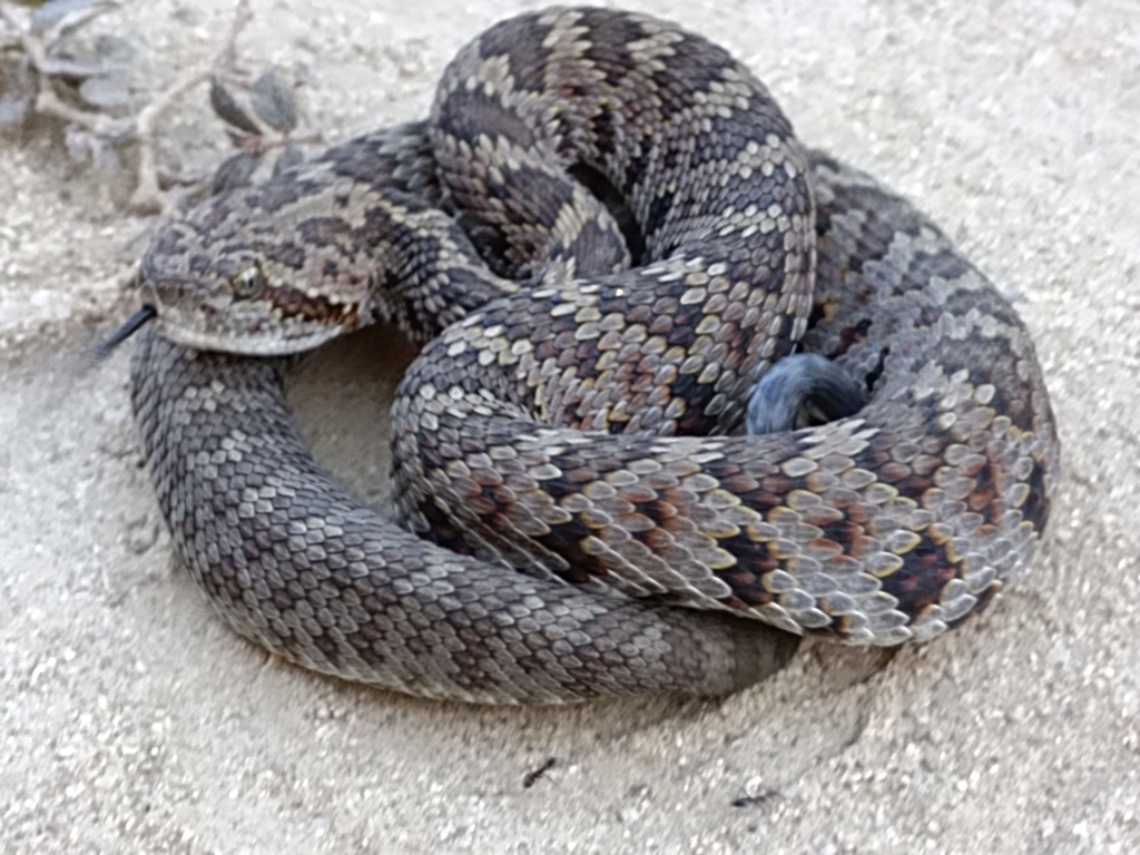 Sinaloan Long-tailed Rattlesnake in December 2023 by Mauro · iNaturalist