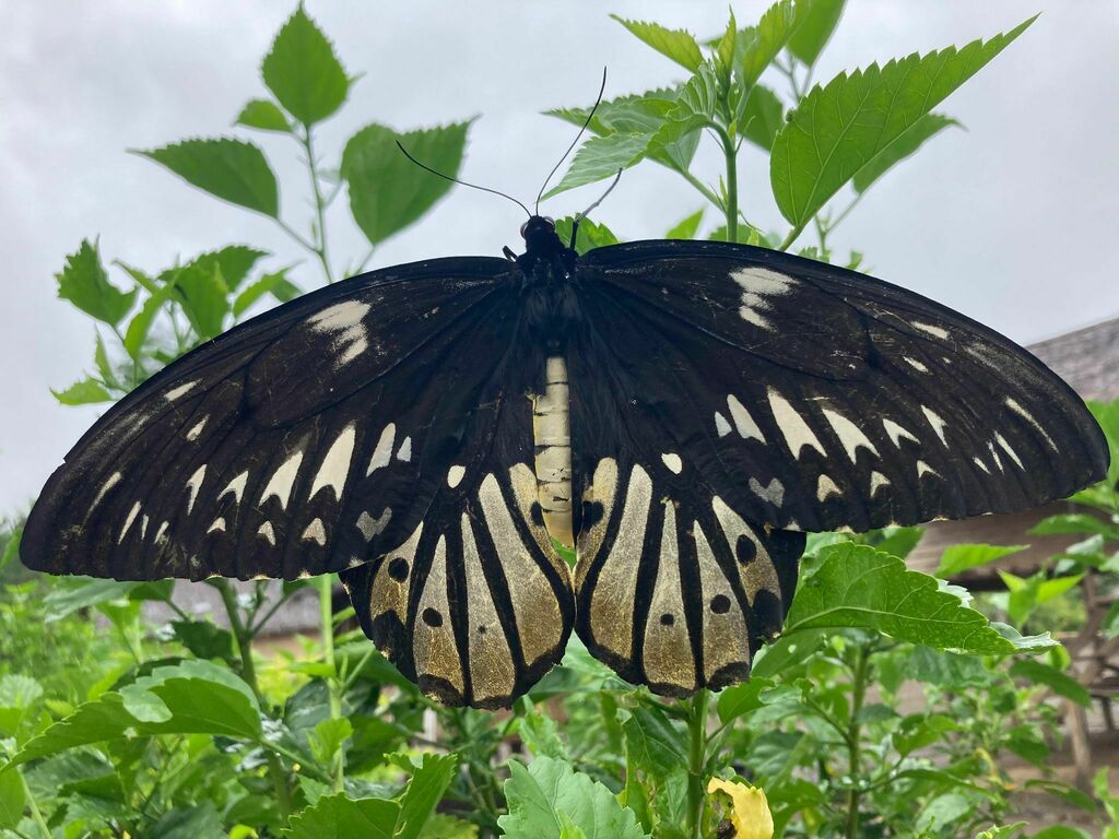 Queen Alexandra's Birdwing in October 2023 by James Steamer · iNaturalist