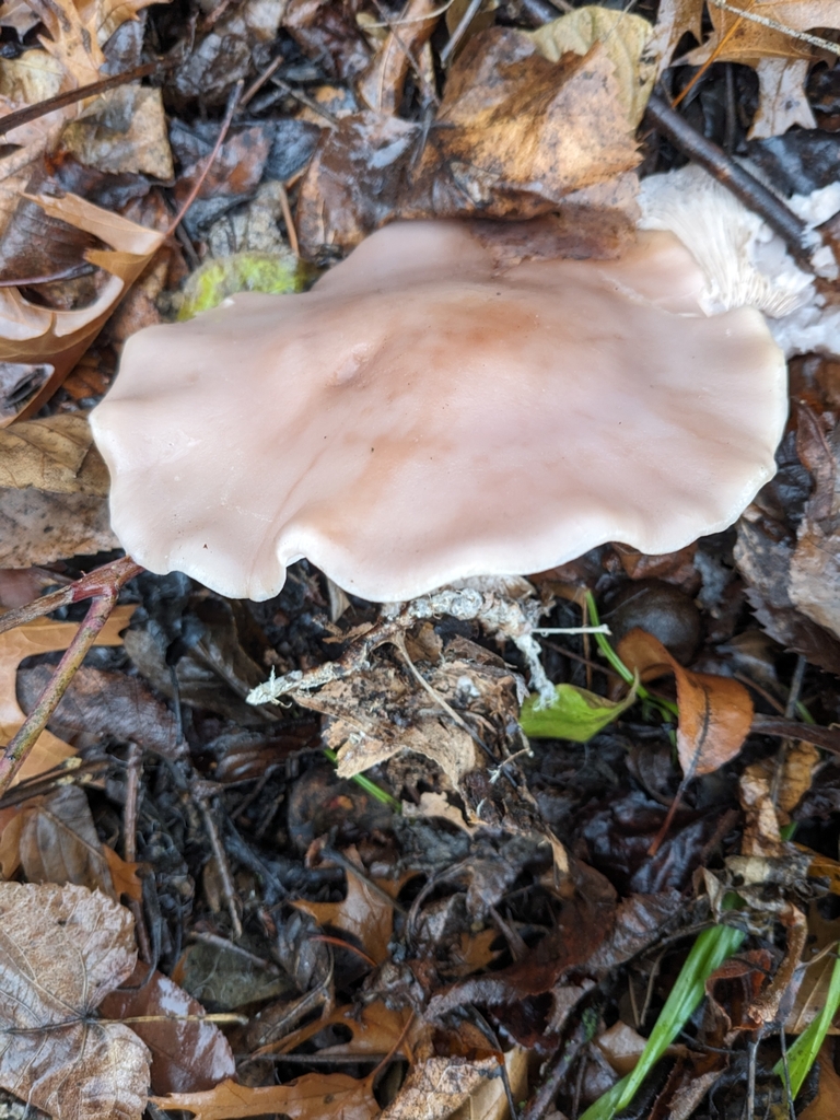 Blewit from Cherry Valley Township, IL, USA on December 3, 2023 at 11: ...