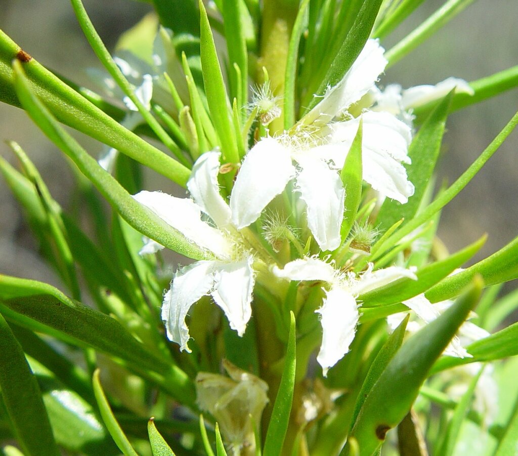 Scaevola oldfieldii from Alma WA 6535, Australia on November 7, 2003 by ...