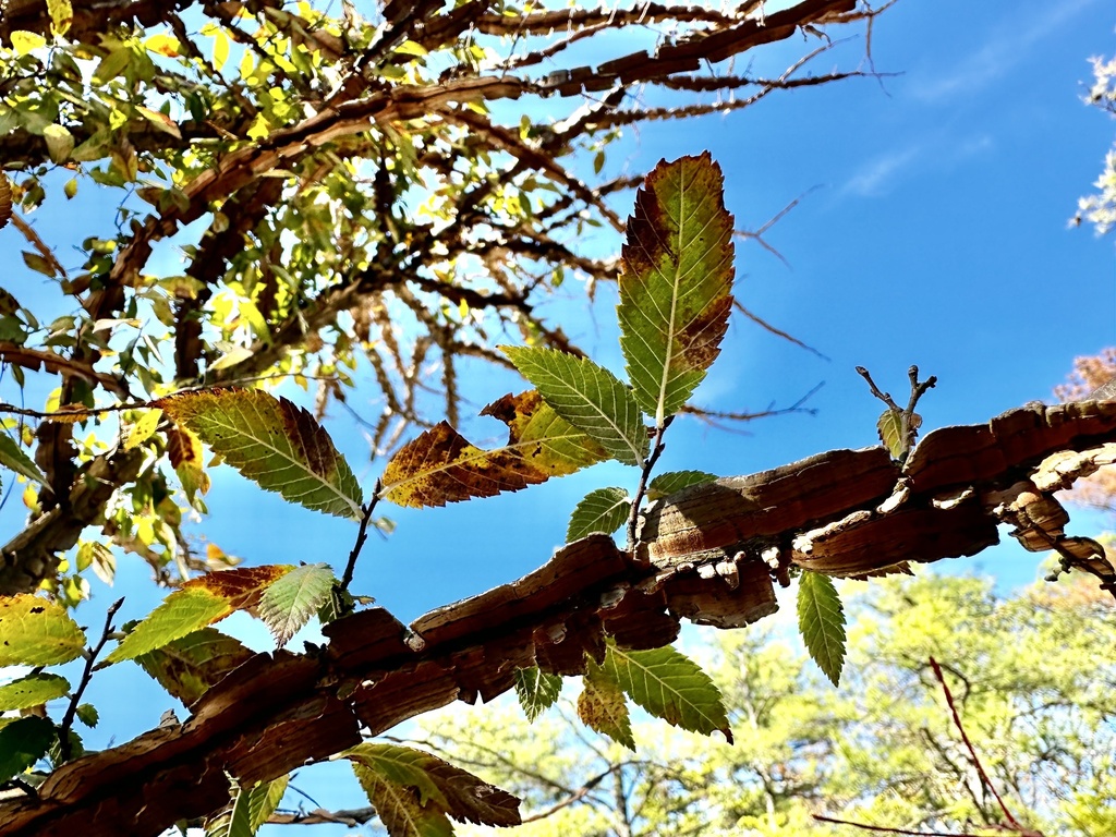 Winged Elm from Stone Mountain Park, Stone Mountain, GA, US on November ...