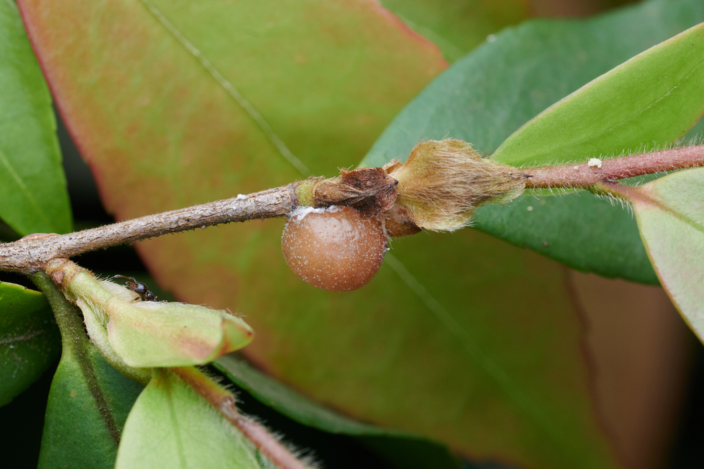Soft scales from 中国浙江省杭州市 on May 4, 2023 at 11:48 AM by Li Jianbo ...