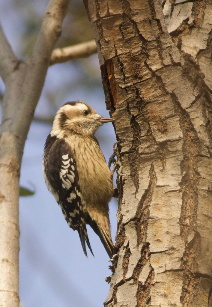 Gray-capped Pygmy Woodpecker from Chaoyang, Beijing, China on November ...