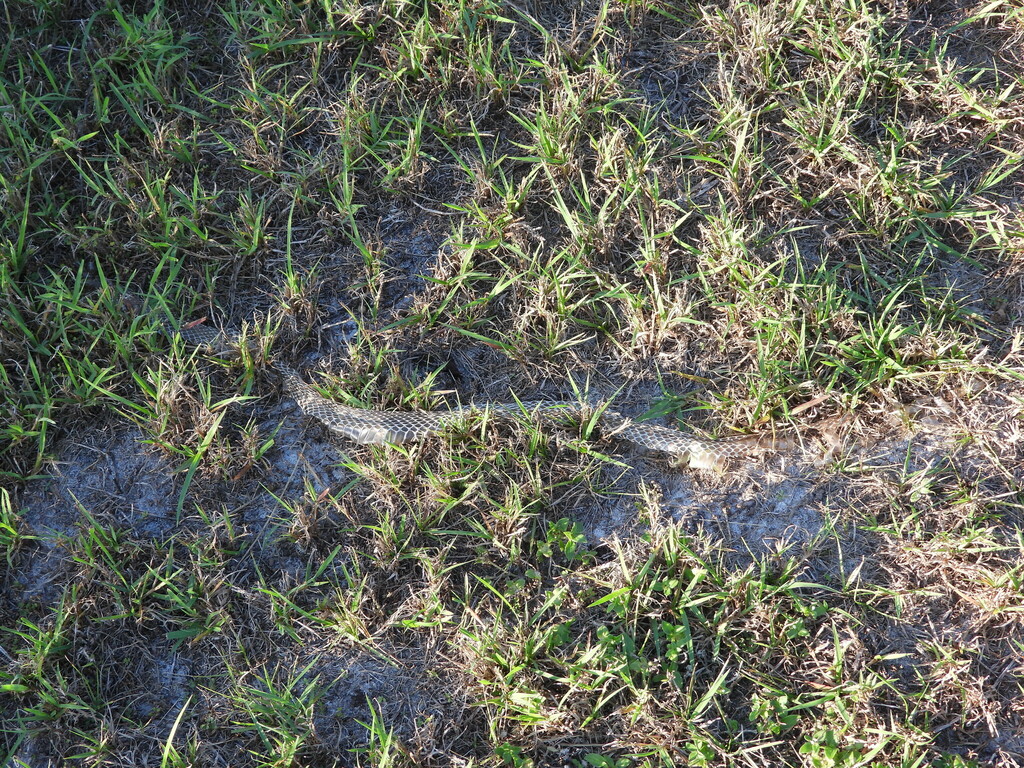 Colubrine Snakes from Brevard County, FL, USA on December 3, 2023 at 04 ...