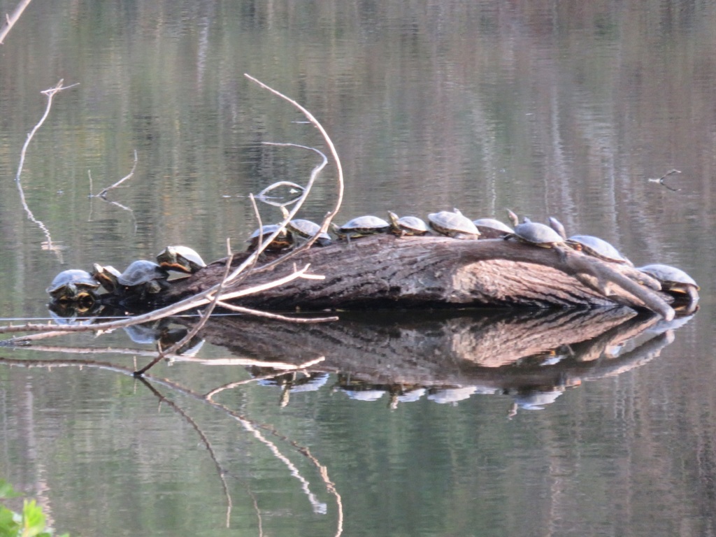Red-eared Slider from Long Beach, CA, USA on December 3, 2023 at 03:06 ...