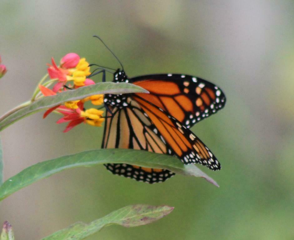 Monarch from Northtown Park, Austin, TX 78660, USA on December 3, 2023 ...