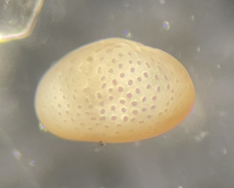 Cytherideidae from Indian River Lagoon, Grant-Valkaria, FL, US on ...