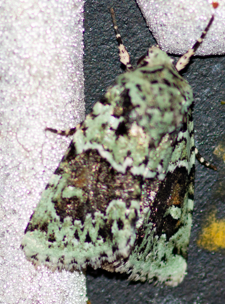 Implicit Arches in September 2023 by Whitney Mattila · iNaturalist