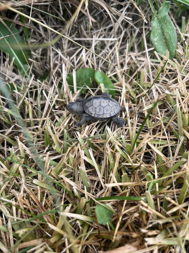 Diamondback Terrapin in December 2023 by smecca1722. Baby turtle · iNaturalist