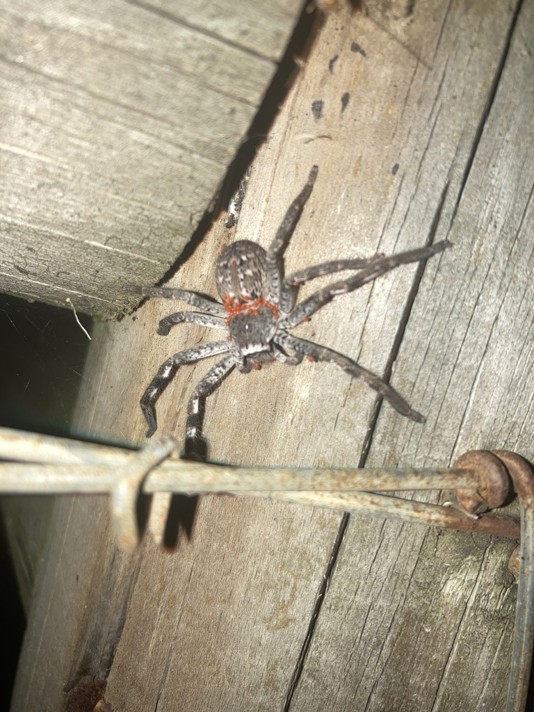 Victorian Huntsman Spider from Newport Lakes, Newport, VIC, AU on ...