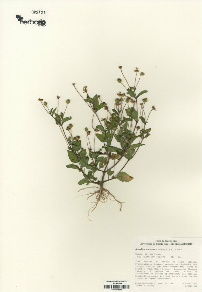 Acmella radicans from Turabo, Caguas, Puerto Rico on March 2, 2023 by ...