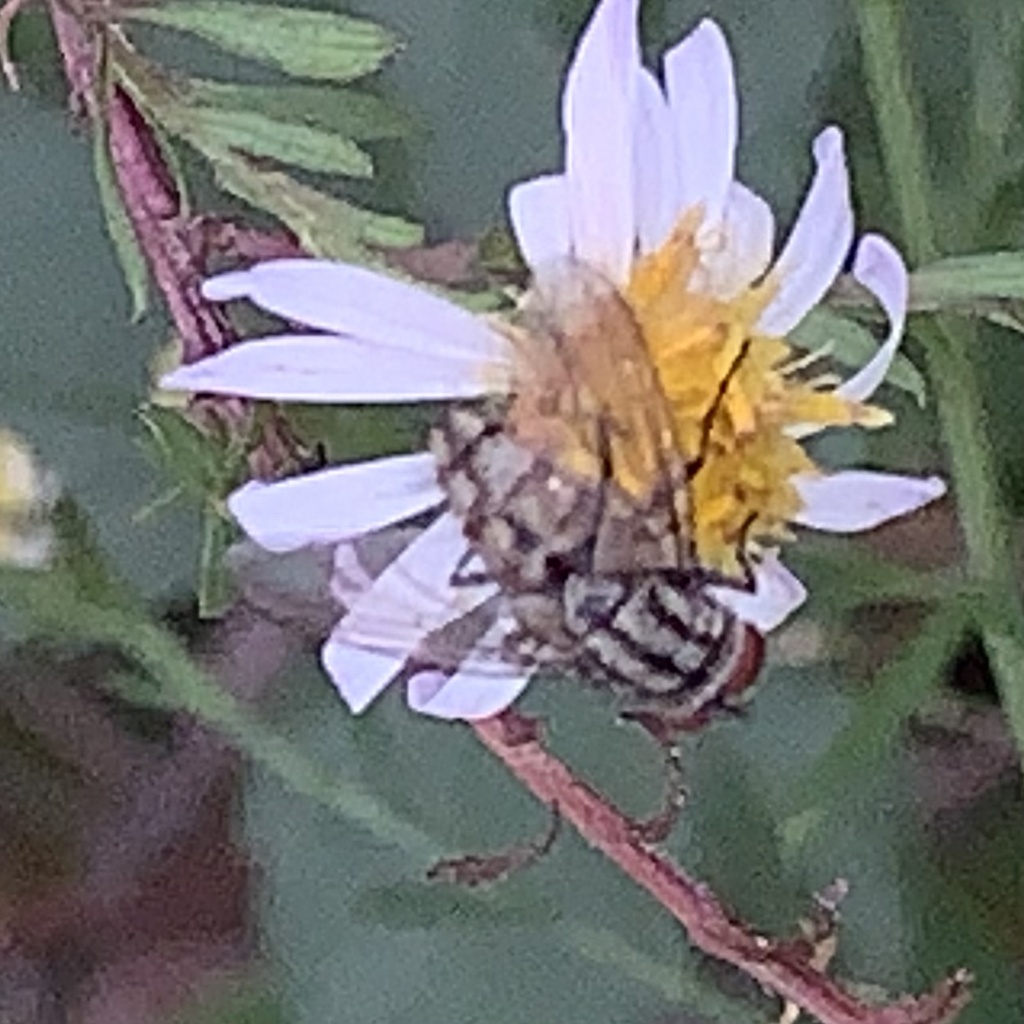 Bot Flies, Blow Flies, and Allies from SH-36, Brazoria, TX, US on ...