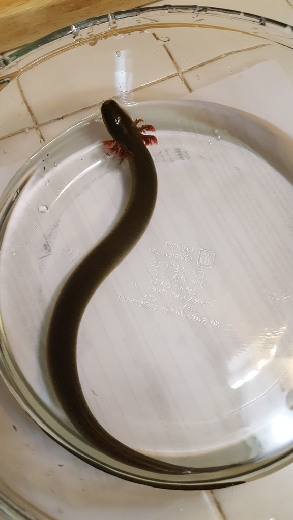 Western Lesser Siren from Walker County, TX, USA on March 17, 2019 at ...