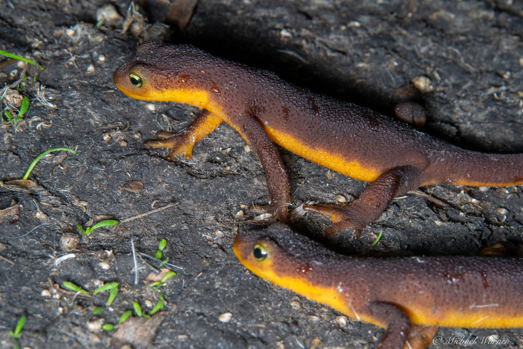 California Newt from Contra Costa County, CA, USA on December 3, 2023 ...