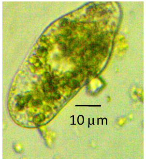Euglena sanguinea from Raja Rani lake, Nepal on September 9, 2018 at 10 ...
