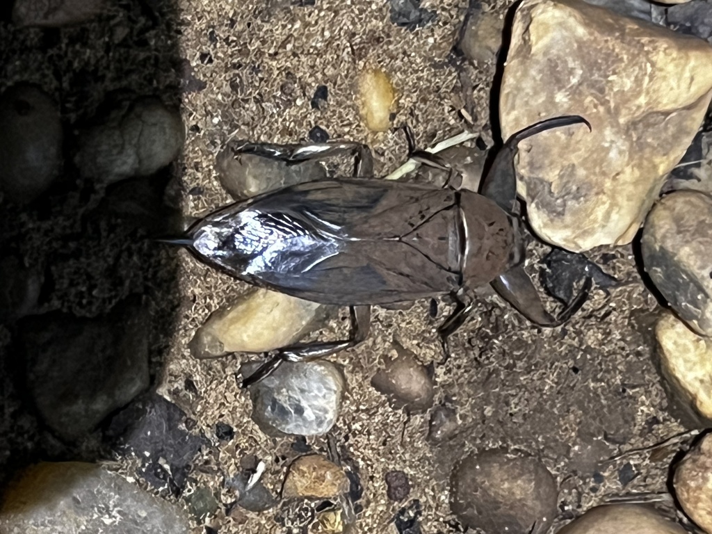 Uhler's Giant Water Bug from SR-37, Edison, GA, US on December 3, 2023 ...