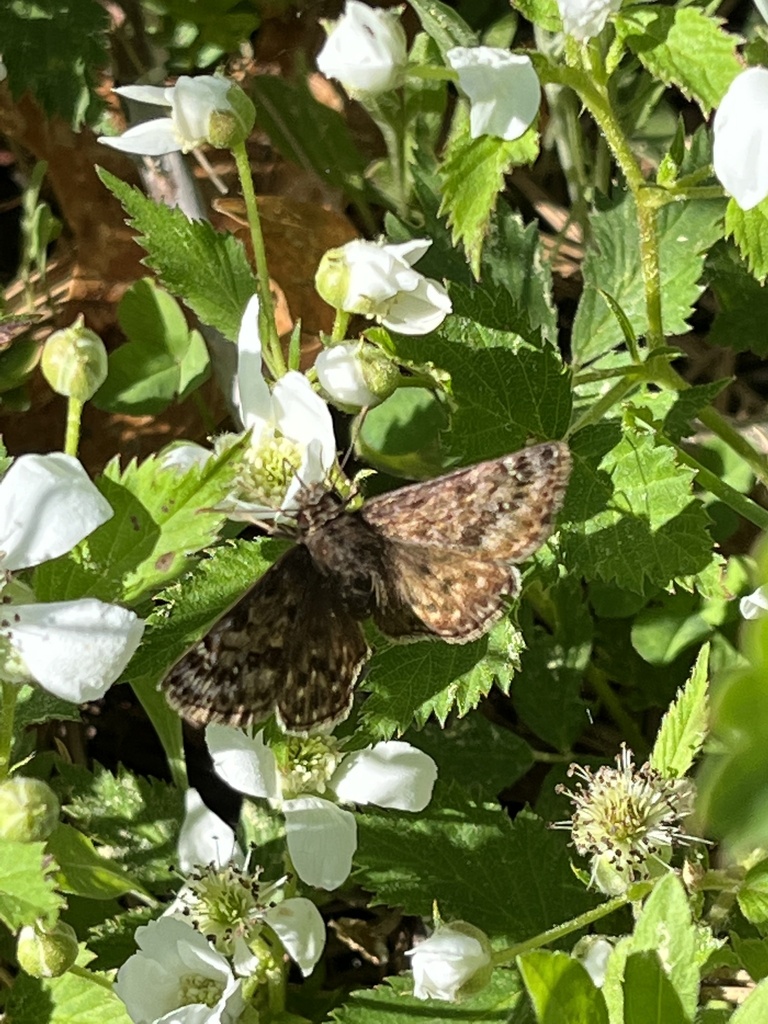 Mottled Duskywing from Guilderland, NY, US on May 29, 2022 at 09:11 AM ...