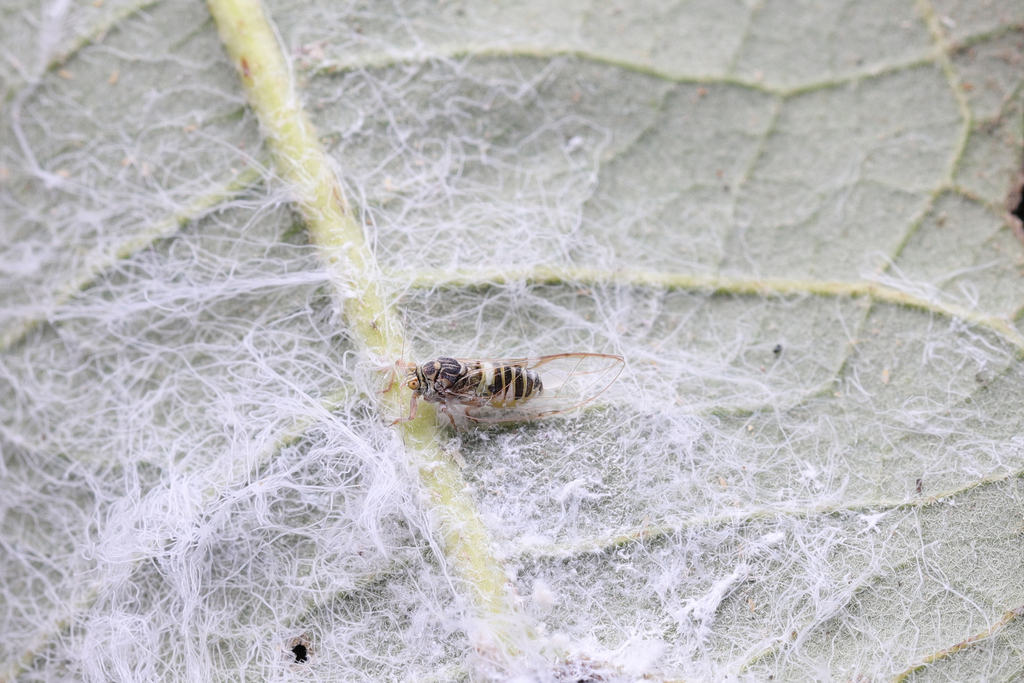 Carsidara limbata from 中国浙江省杭州市 on September 9, 2021 at 01:46 PM by Li ...