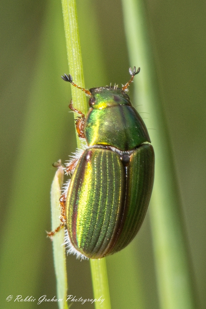 Manuka beetle from Hatepe 3382, New Zealand on December 4, 2023 at 01: ...