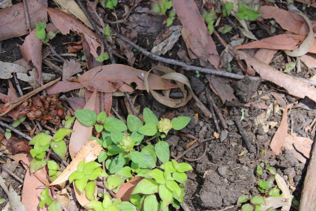 common selfheal from Casson Street area, Smiths Lake NSW 2428, Australia on December 4, 2023 at ...