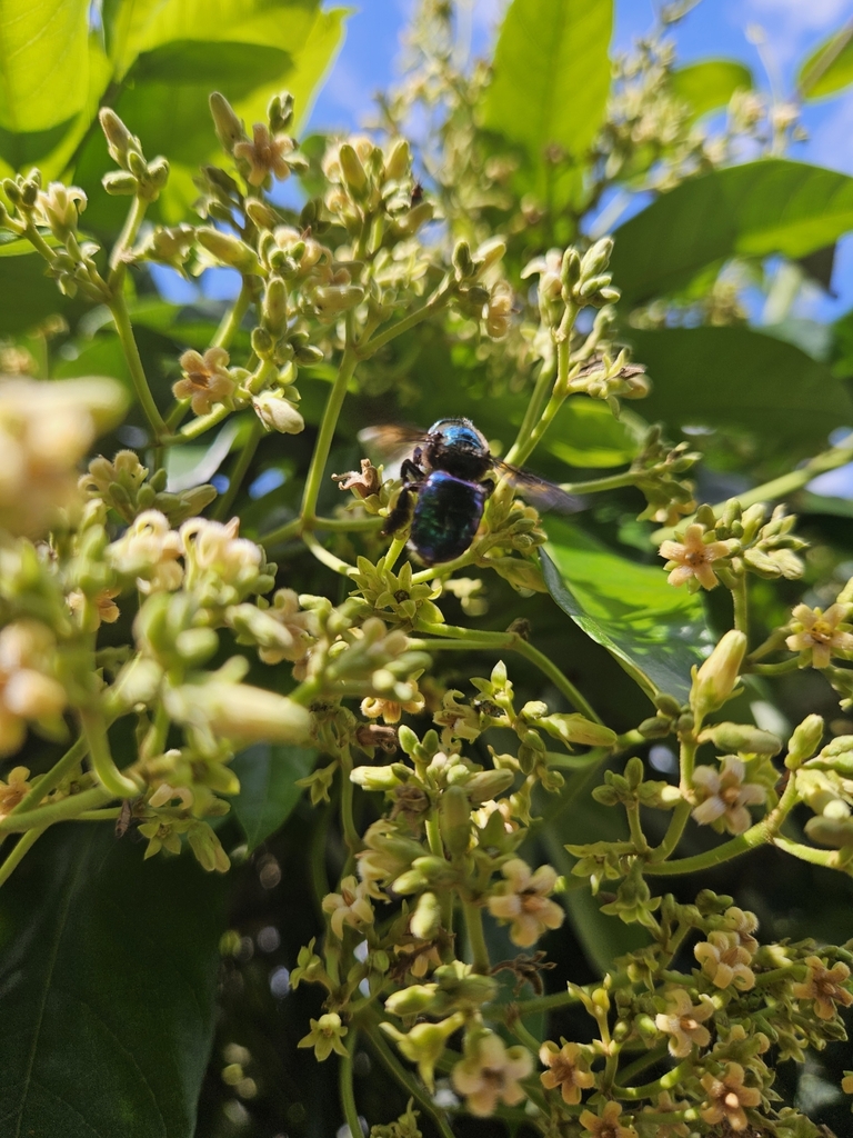 Peacock Carpenter Bee in December 2023 by Peta Jansma-Reid · iNaturalist