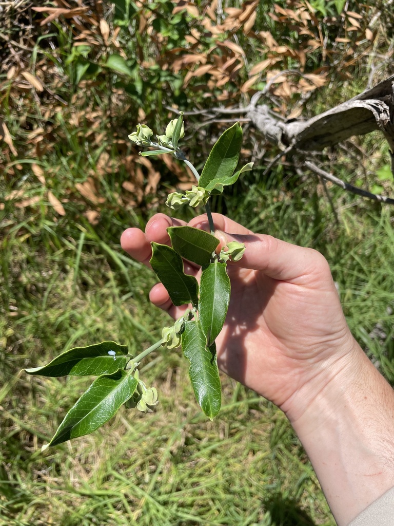 Moth Vine from Malabar Headland National Park, Malabar, NSW, AU on ...