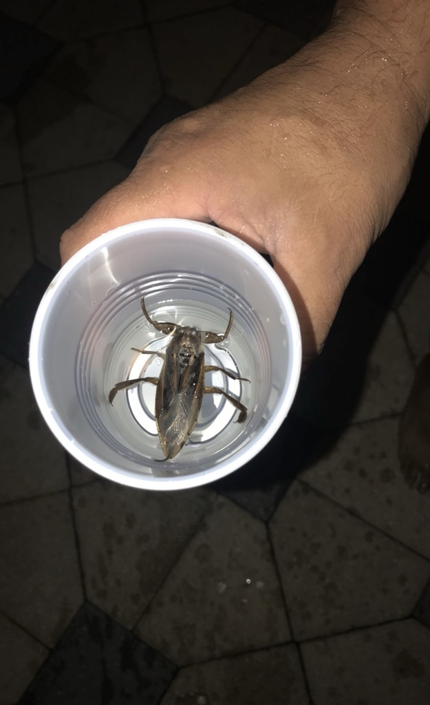 Uhler's Giant Water Bug from W Woodbury St, Broken Arrow, OK, US on ...