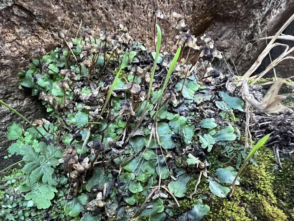 California asterella in December 2023 by Becky Escalante · iNaturalist