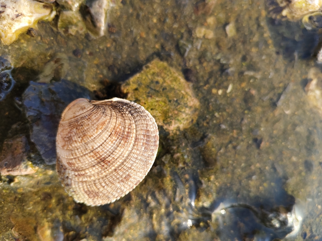 Leukoma jedoensis from Qingdao, CN-SD, CN on December 3, 2023 at 03:00 ...