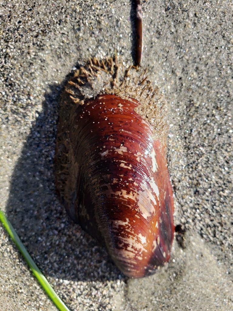 Fat Horsemussel from San Diego, CA 92109, USA on December 3, 2023 at 09 ...