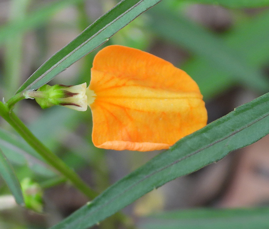 spade flower from Mount Coot-Tha QLD 4066, Australia on December 4 ...