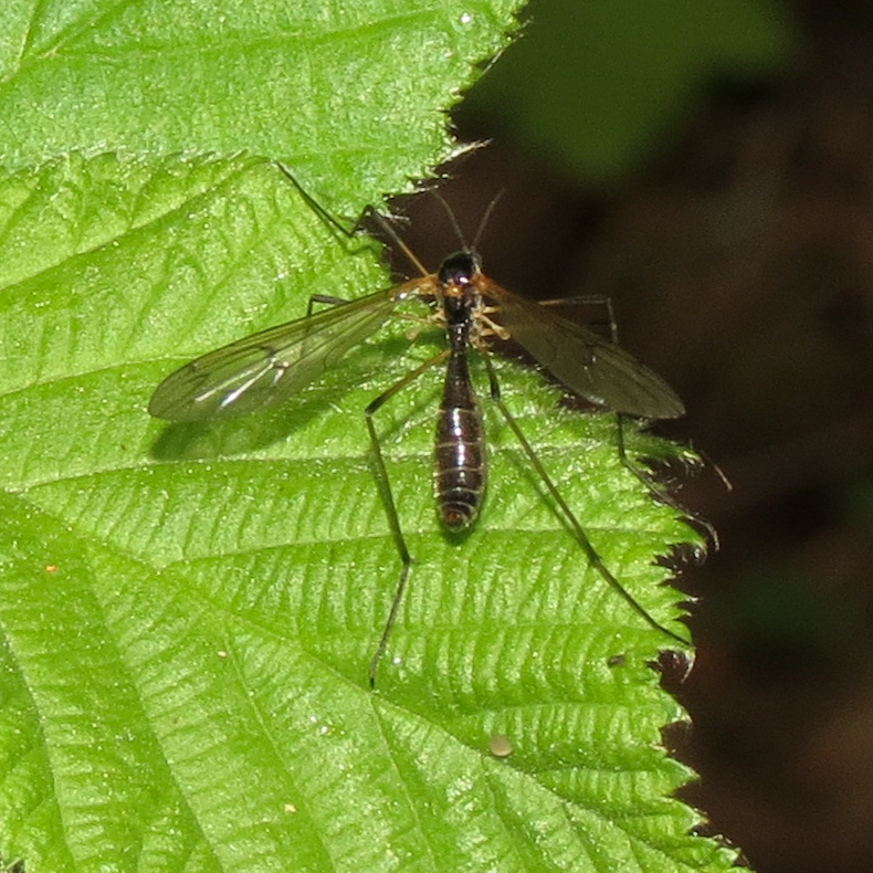 Ptychoptera from Vashon, WA 98070, USA on May 4, 2023 at 12:49 PM by ...