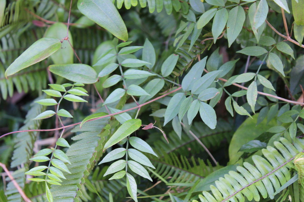 wonga vine from Casson Street area, Smiths Lake NSW 2428, Australia on December 4, 2023 at 10:21 ...